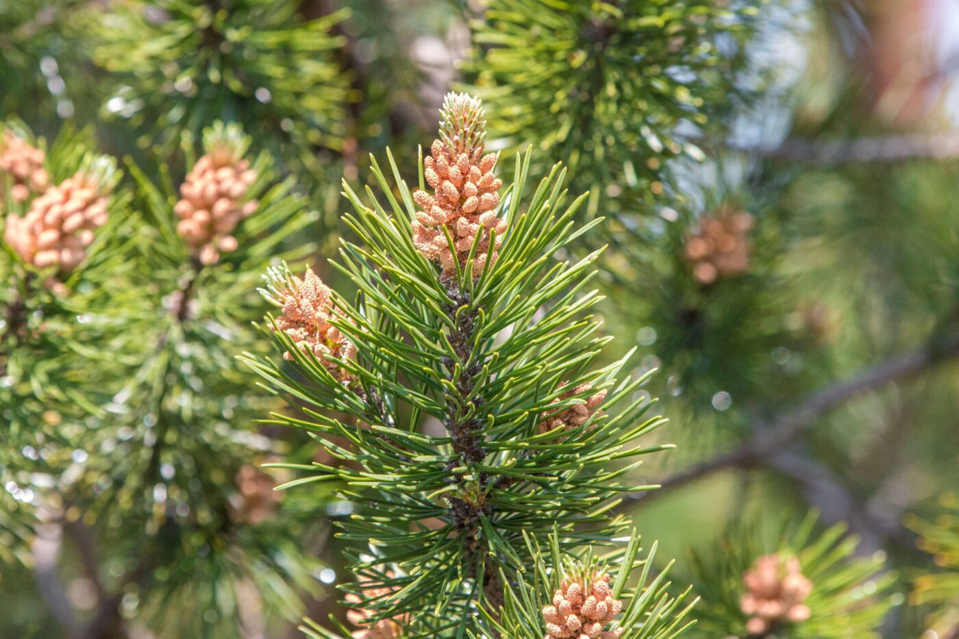 What can pine trees teach us? - A BRIGHTER DAY.LIFE